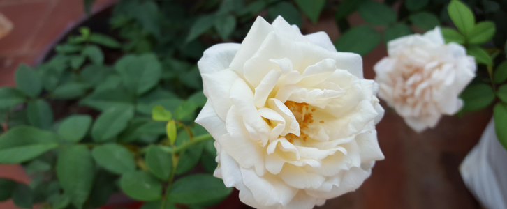 Growing Roses in Containers | Beginners Tips - MyOrganicGarden