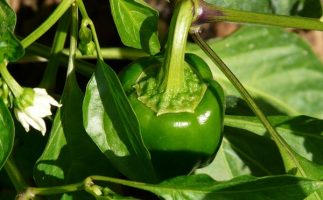 How to Grow Capsicum in Containers in Your Own Garden - My Organic Garden