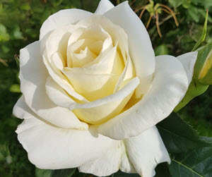 Organic Rose Fertilizers You Can Find in Your Home - MOG