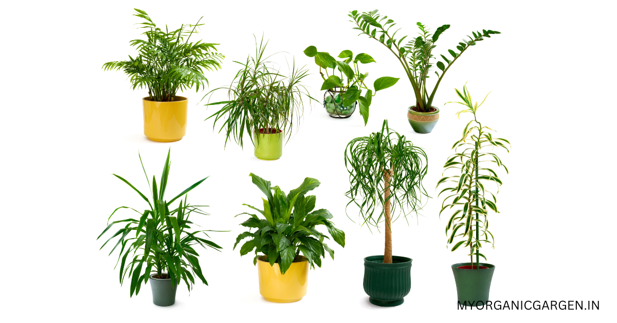 Best Indoor Plants to Greenify Your Home