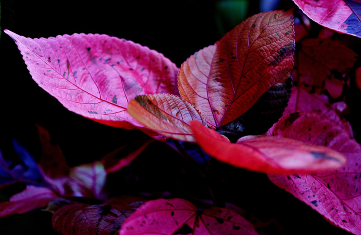 Add Colour to Your Home with These 10 Gorgeous Pink Plants