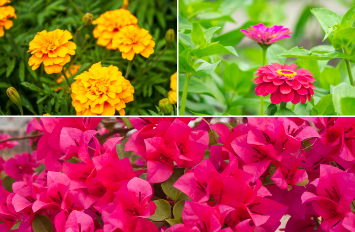 Transform Your Garden with These 5 Stunning Flowering Plants