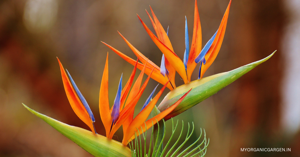 Bird of Paradise Plant: A Complete Care and Variety Guide