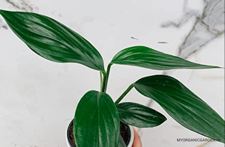 Rhaphidophora Decursiva: The Dragon Tail Plant Care Guide