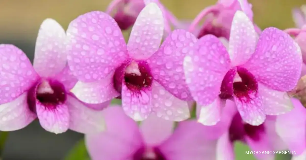 Top 5 Orchids for Beginners | Blooming Beauty