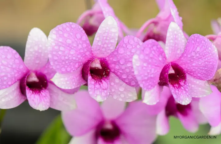 Top 5 Orchids for Beginners | Blooming Beauty