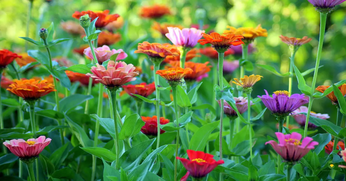 10 Beautiful Flowers to Grow in Your Monsoon Garden in India