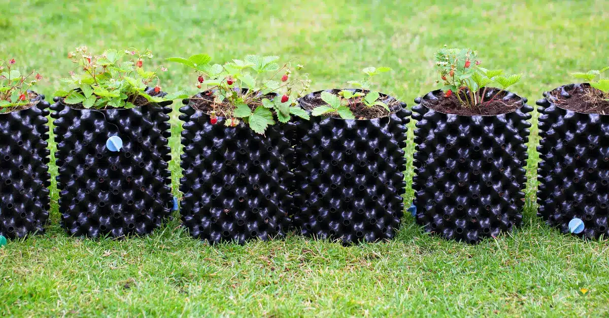 The New Age of Gardening: Growing Plants in Air Pots