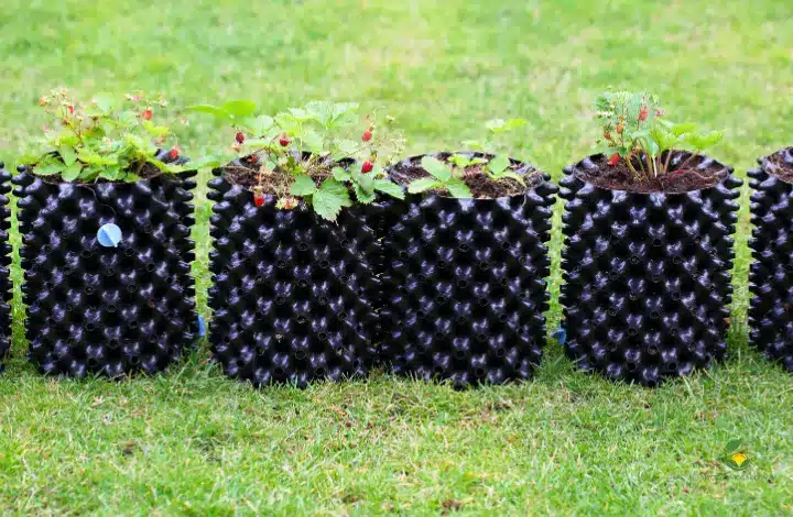 The New Age of Gardening: Growing Plants in Air Pots