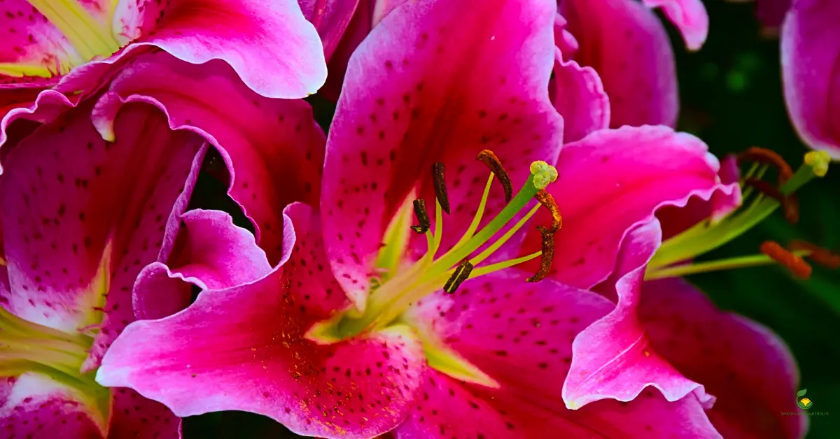 13 Beautiful Lilies to Brighten Up Your Balcony Garden