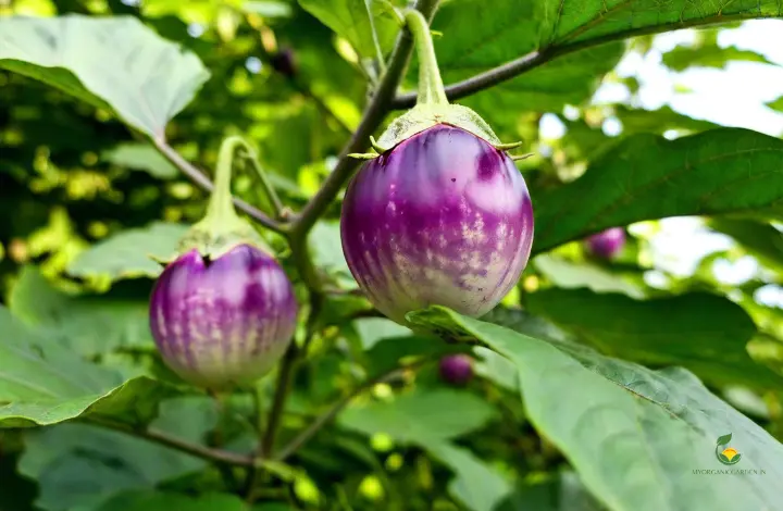 Best Brinjal Varieties in India for Home Gardeners