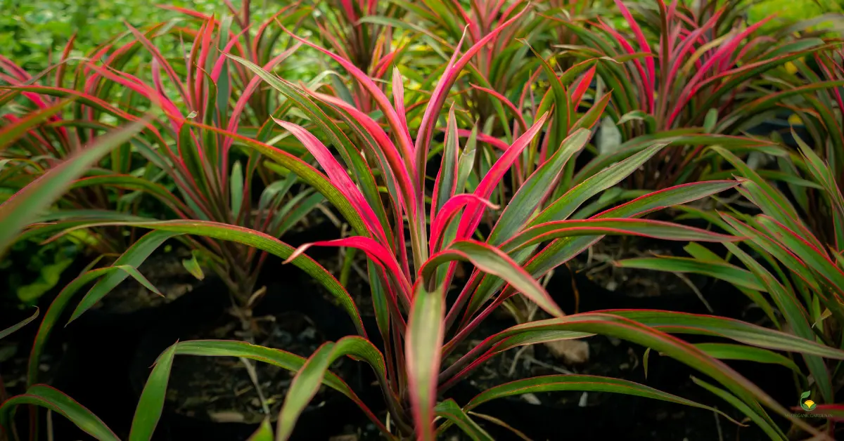 Dracaena Plant Care Guide | MyOrganicGarden