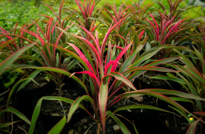 Dracaena Plant Care Guide | MyOrganicGarden