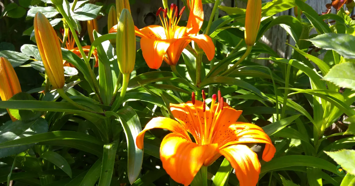How to Grow Asiatic Lilies in Your Balcony Garden