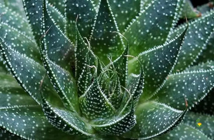 Unique Variegated Aloe Plants Perfect for Your Garden